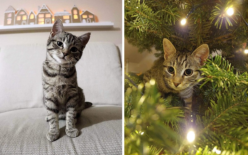 ICA CICA ÜDVÖZLETÉT KÜLDI! - Menedék Állatvédő Alapítvány